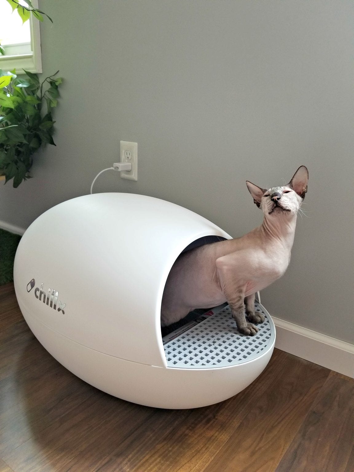 5 Best Automatic Self-Cleaning Litter Boxes for Cats