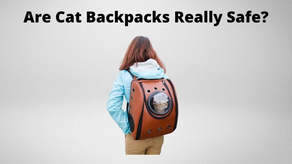 How Safe Are Cat Backpacks, Really? | TechnoMEOW