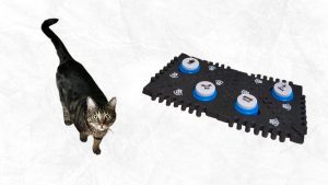 Top 5 Cat Talking Buttons in 2023 THAT REALLY WORK