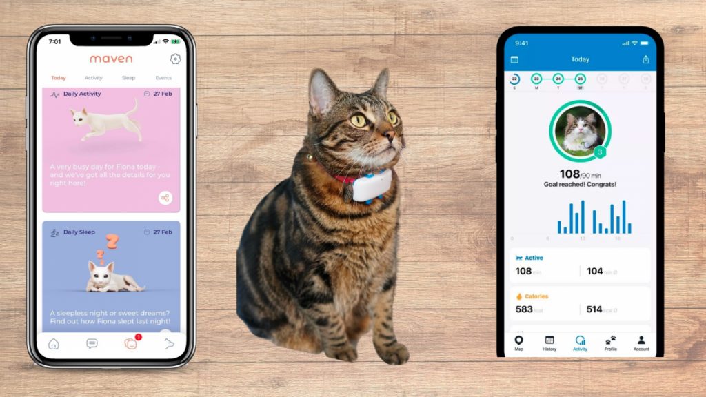 Best Smart Collars For Cats: 3 Good Options | TechnoMEOW