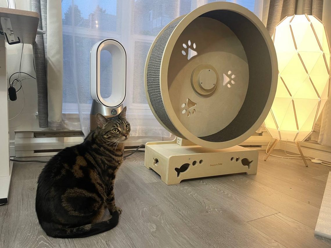 TOP 4 Cat Exercise Wheels in 2026 | Technomeow