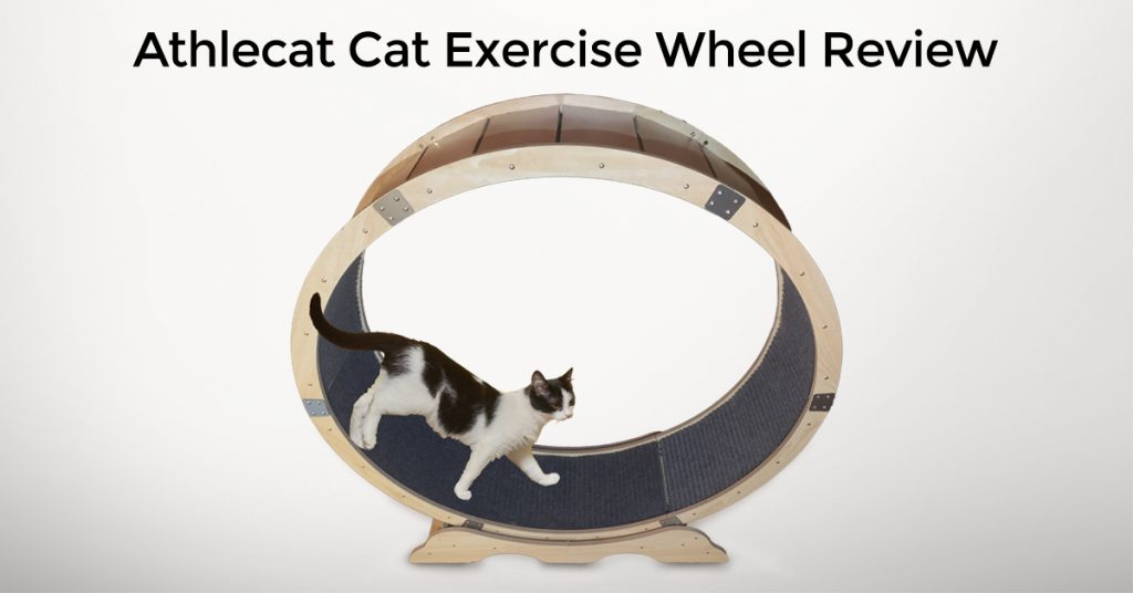 Athlecat Cat Exercise Wheel Review: Is it Worth Trying?
