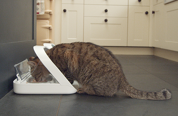 Best Microchip Cat Feeders: Top Picks for Hassle-Free Mealtimes ...