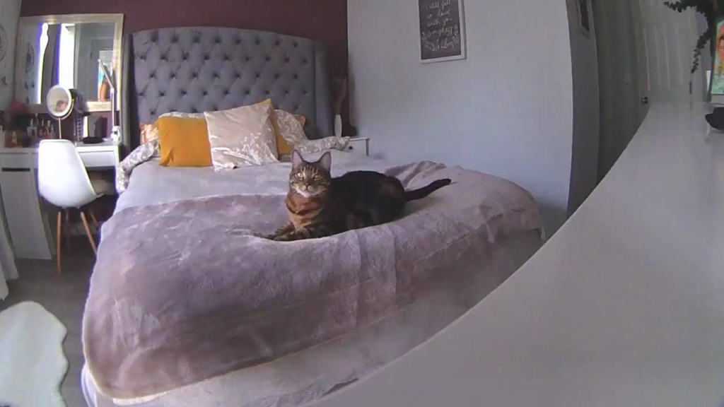 TOP 6 Cat Cameras With Interactive Features In 2026 [20 CAMERAS TESTED]