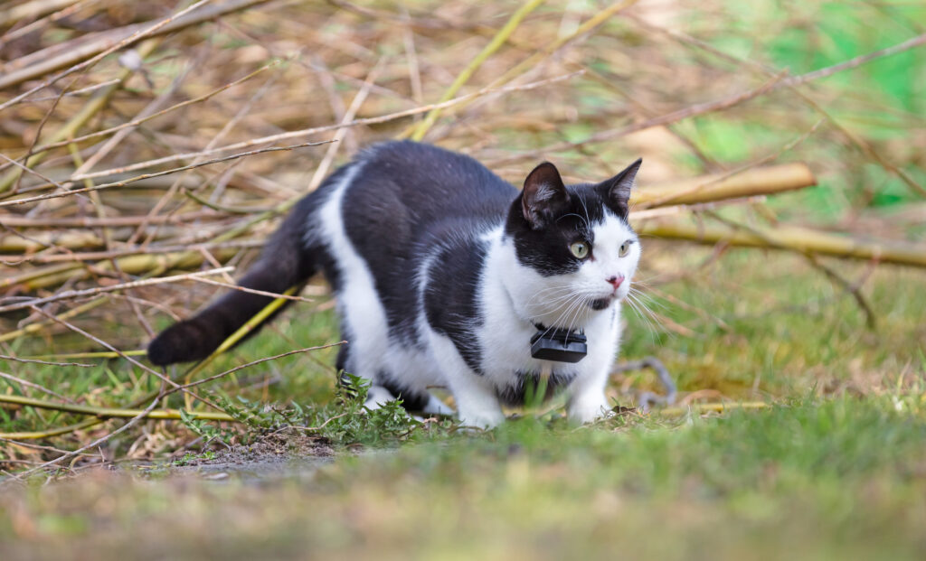 From Wearables to Litter Boxes: The Best Cat Health Monitors You Need ...