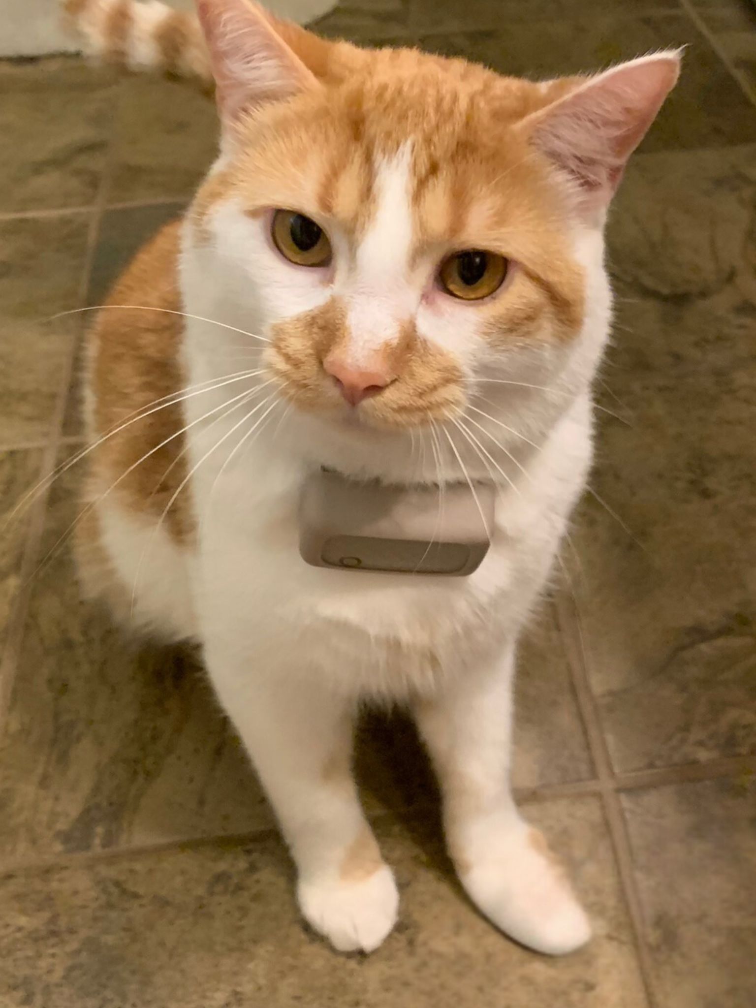 Best Cat GPS Trackers in 2026 (Designed for Cats) | Technomeow