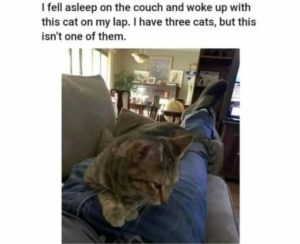 The Cat Distribution System Explained: Why Cats Keep Finding You ...