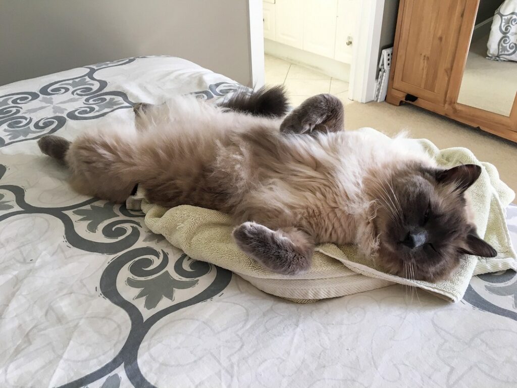 Cat Sleeping Positions Meaning: What Your Kitty’s Nap Style Says About ...