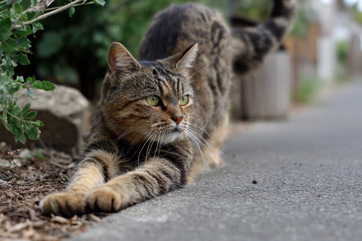 Cat Stretching Explained: It’s Not Just About Flexibility | TechnoMEOW