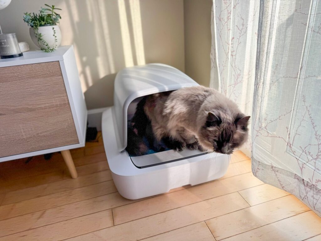 PetSafe ScoopFree Crystal Pro Review: A Self-Cleaning Litter Box Even ...