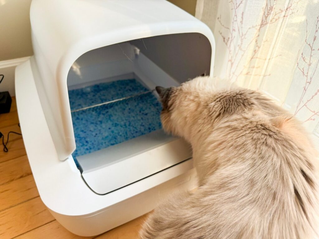 PetSafe ScoopFree Crystal Pro Review: A Self-Cleaning Litter Box Even ...