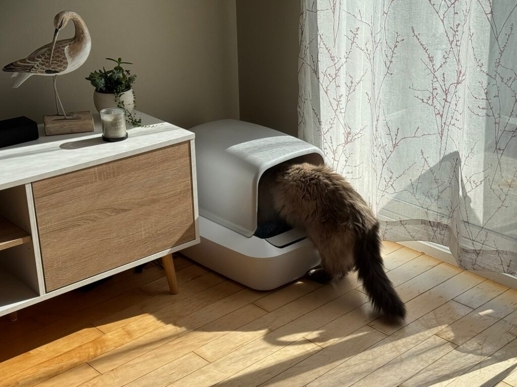 PetSafe ScoopFree Crystal Pro Review: A Self-Cleaning Litter Box Even ...